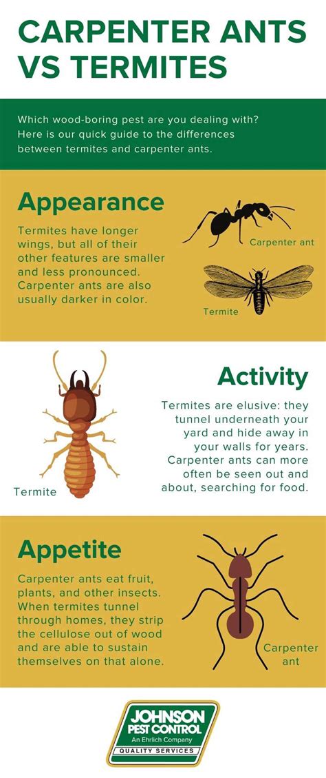 Carpenter Ants Vs Termites Johnson Pest Control