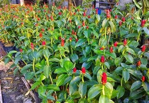 Tanaman Pacing Klasifikasi Ciri Ciri Habitat Manfaat Dan Efek Samping Alat Pertanian