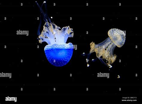 Australian Spotted Jellyfish Phyllorhiza Punctata In Water Two