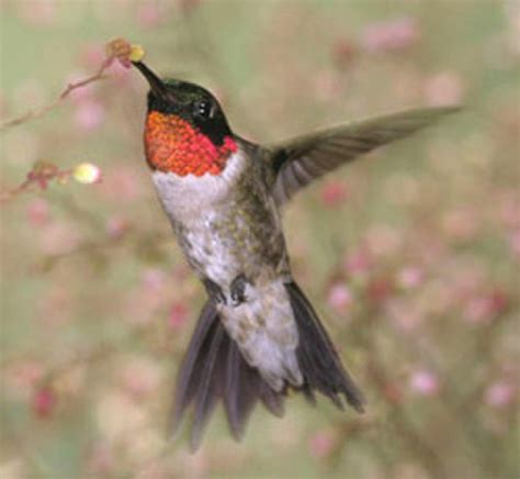 Ruby Throated Hummingbird Archilochus Colubris