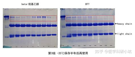 WB蛋白样品完全变性后是否就足够稳定了我们做了一组实验 知乎