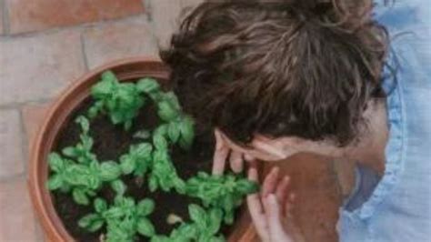 Semer Du Basilic Quand Et Comment Planter Du Basilic