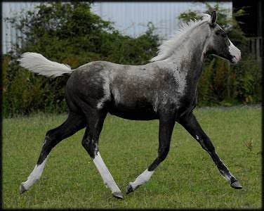 Czech Warmblood Alchetron The Free Social Encyclopedia