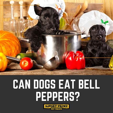 Can Dogs Eat Bell Peppers Savory Prime Pet Treats