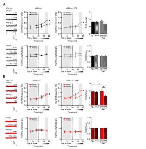 Synaptic Plasticity Through Activation Of Glua3 Containing Ampa