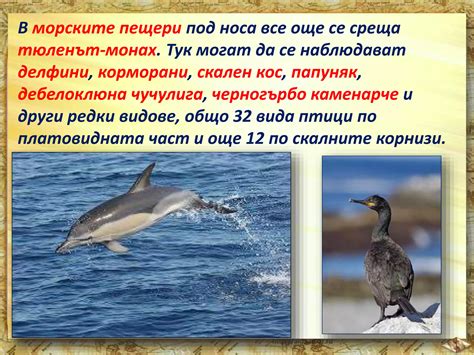 11 Българско черноморско крайбрежие ЧО 4 клас Булвест Pptx