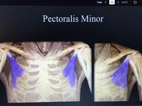 Muscles That Move Pectoral Girdle Flashcards Quizlet
