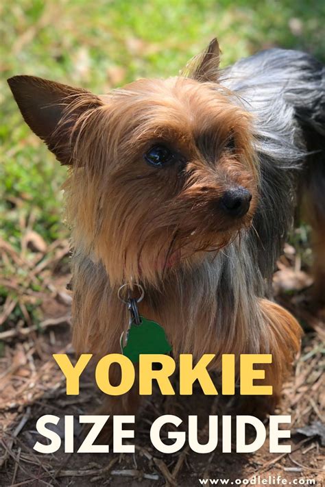 What Is A Biewer Yorkie An Epic Comprehensive Guide 2022 Artofit