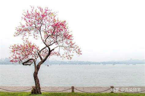 暮春来初夏到20首暮春诗词告别最美春日 知乎
