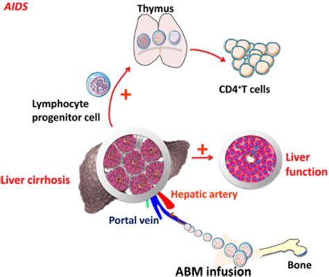 Schematic Representation Of The Results Of Liu Et Al 1 Showing That Download Scientific Diagram