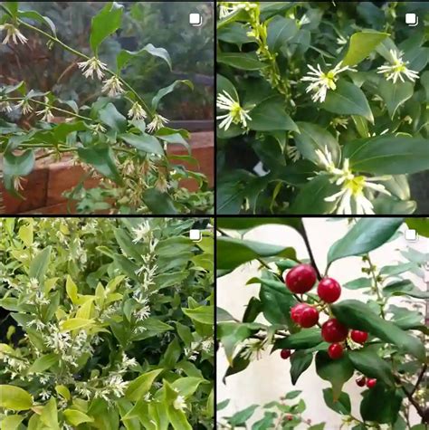 15 Species In Genus Sarcococca