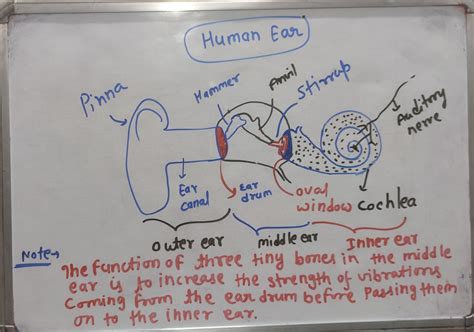 Human Ear Maths Notes Teachmint