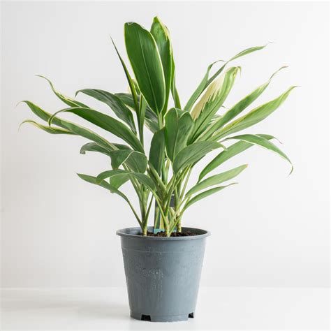Cordyline Mix Garden Touch