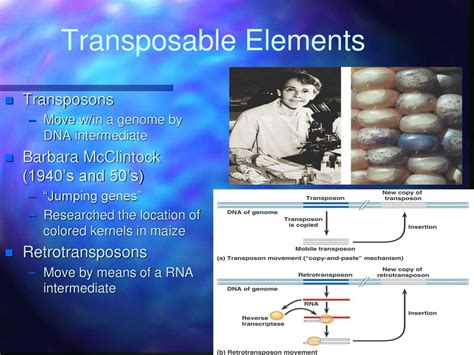 Dna Technology And Genomics Ppt Download