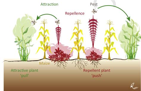 Push And Pull Method Of Pest Control At Oscar Nimmo Blog