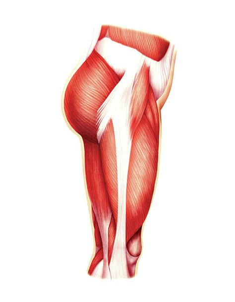 Muscles Of The Thigh 1 Poster By Science Photo Library Science Photo