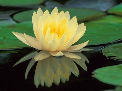 Top Hình Ảnh Bông Hoa Đẹp Tặng Người Yêu Ý Nghĩa Nhất Nhận Đạo Và Đời