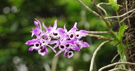 蘭花的故事 Dendrobium Lituiflorum 喇叭唇石斛