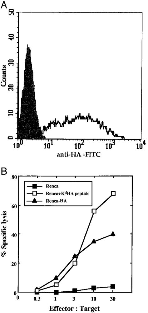 A Expression Of Ha By Renca Tumor Cells Renca Shaded Area And