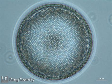 Puget Sound Marine Monitoring