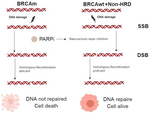 Tailoring Ovarian Cancer Treatment Implications Of Brca1 2 Mutations
