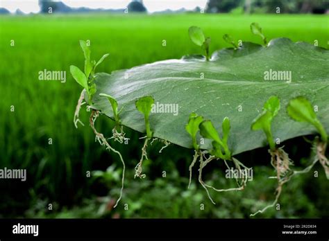 Leaf Of Bryophyillum With Buds Some Plants Grow From The Leaf Asexual