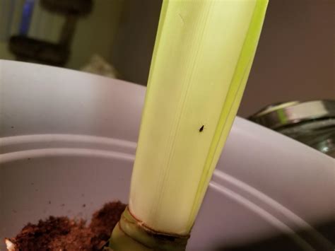 Tiny Black Flying Insect Found On Indoor Amaryllis In California What