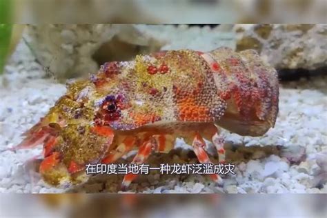 印度“龙虾”泛滥没人吃？原来我们都被骗了，这些并不是龙虾！龙虾
