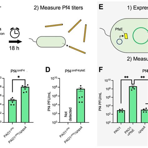 The Four Quorum Sensing Systems In P Aeruginosa Las Iqs Rhl And