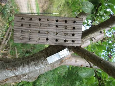 Pluot Pollination Pollination Plant Breeding Pollinator Garden