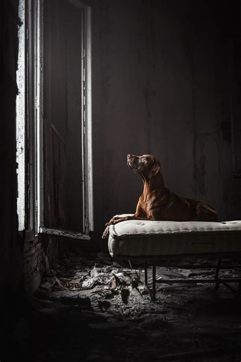 Concurso internacional premia melhores fotografias de cães Resumo