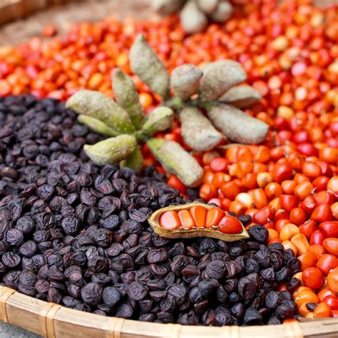 Hướng Dẫn Cách Ngâm Rượu Hạt Dổi Tây Bắc Thơm Ngon