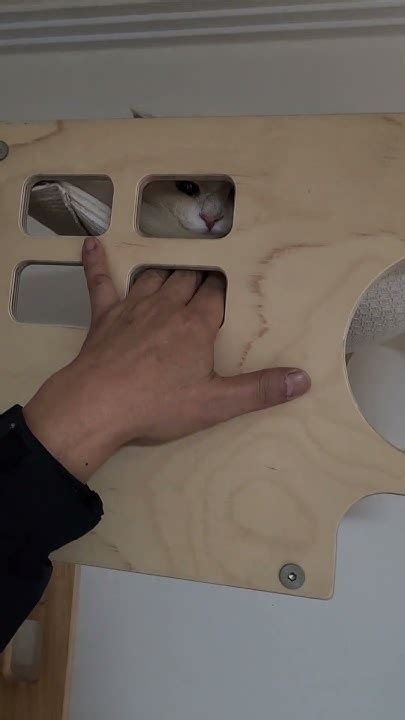 아빠랑 숨바꼭질하는 고양이 구름이 Cat 고양이 동물 Cute Catlover Youtube