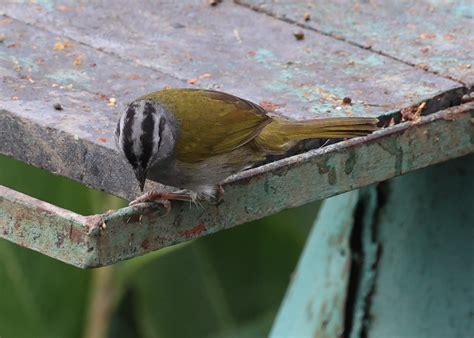 839A2705 Costa Rica Jean Ogden Just Chaos Photography Flickr