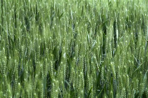 Free Images Tree Nature Field Wheat Summer Food Green Harvest