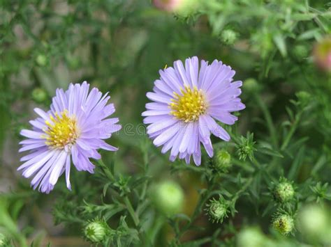 Symphyotrichum Novi Belgii Oder Virginia Aster Stockfoto Bild Von