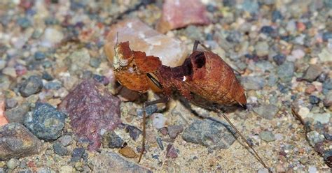 Variety Of Life Mantodea