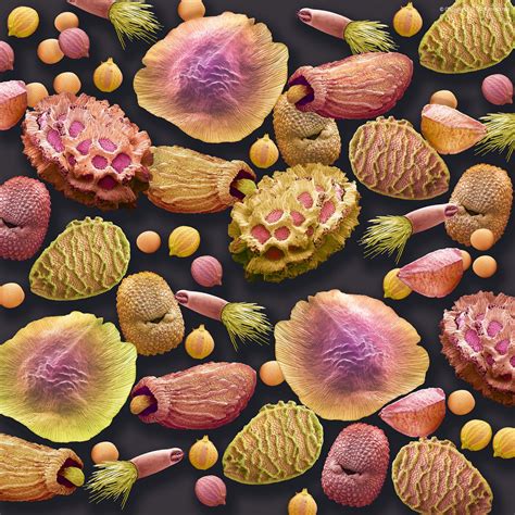 Seed Composition Stephen Gschmeissner