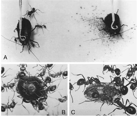 Figure 13 From Cockroaches Ecology Behavior And