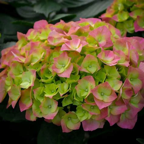 Cityline® Berlin Hydrangea For Sale Online The Tree Center
