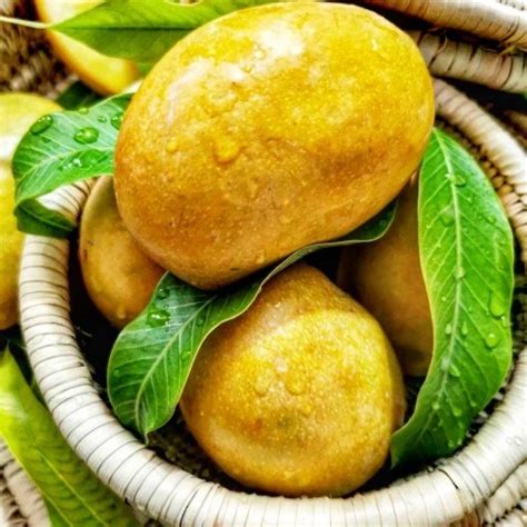 خرید و قیمت انبه محلی و درجه 1 میناب دستچین باغ بسته 5 کیلویی ترب