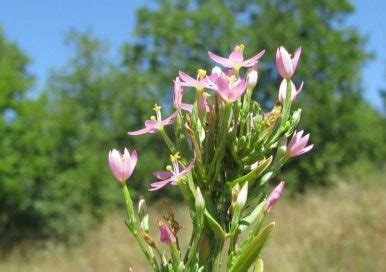 Tlanchalagua Schkuhria Pinnata Tintura Madre Tollán Herbolaria