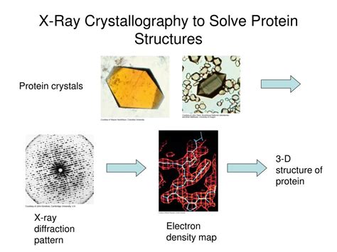 Ppt Three Dimensional Structure Of Proteins Powerpoint Presentation