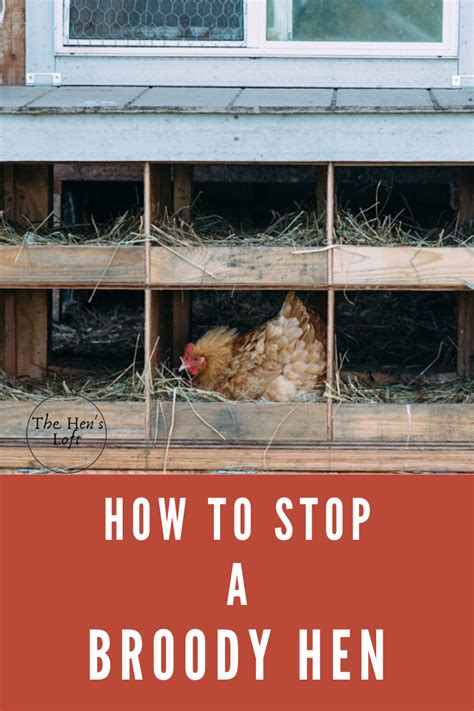 How To Stop A Hen From Being Broody 6 Tips To Break The Cycle The