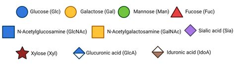 Everything We Know About Lectin Structure Classification And Function