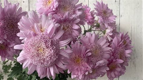Taking Chrysanthemum Cuttings Youtube
