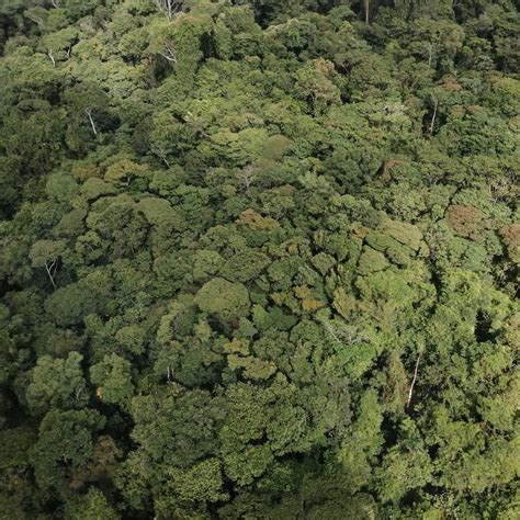 Standardized Protocol For Transect Set Up And Palm Inventory For The