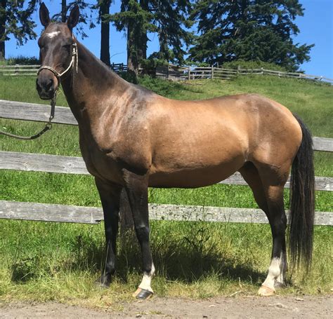 Breed Colors Akhal Teke Association Of America