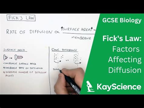 How Does Surface Area To Volume Ratio Affect Rate Of Diffusion