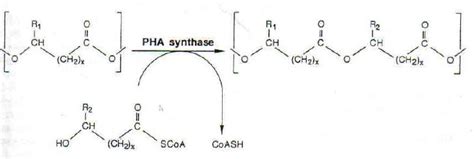Synthesis Of Pha A Hydroxyacyl Coa Thioester Is Initially Linked To Download Scientific
